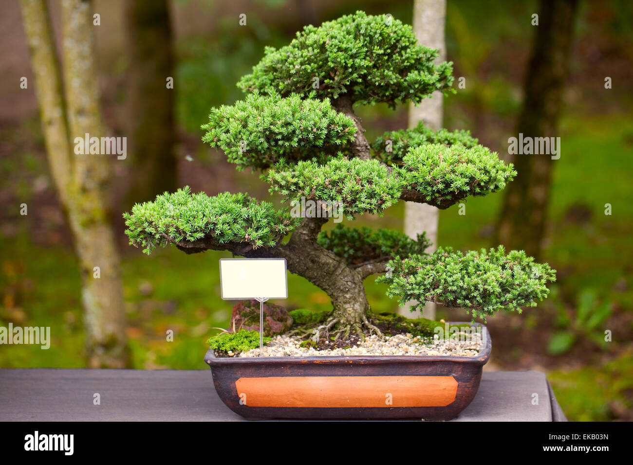 beautiful juniper bonsai in a botanical garden Stock Photo - Alamy