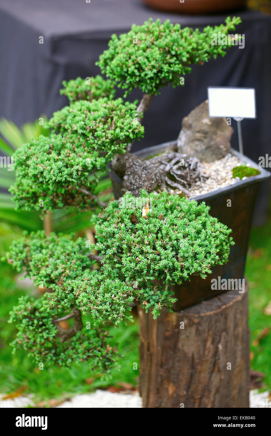 beautiful juniper bonsai in a botanical garden Stock Photo - Alamy