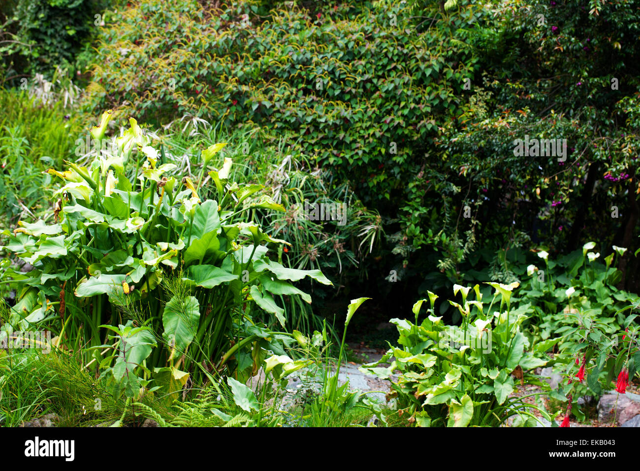 green garden with trees and flowers Stock Photo - Alamy
