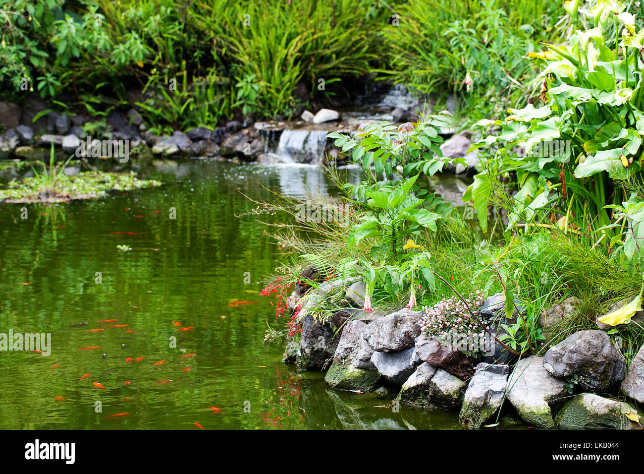 fish pond and green trees around Stock Photo - Alamy
