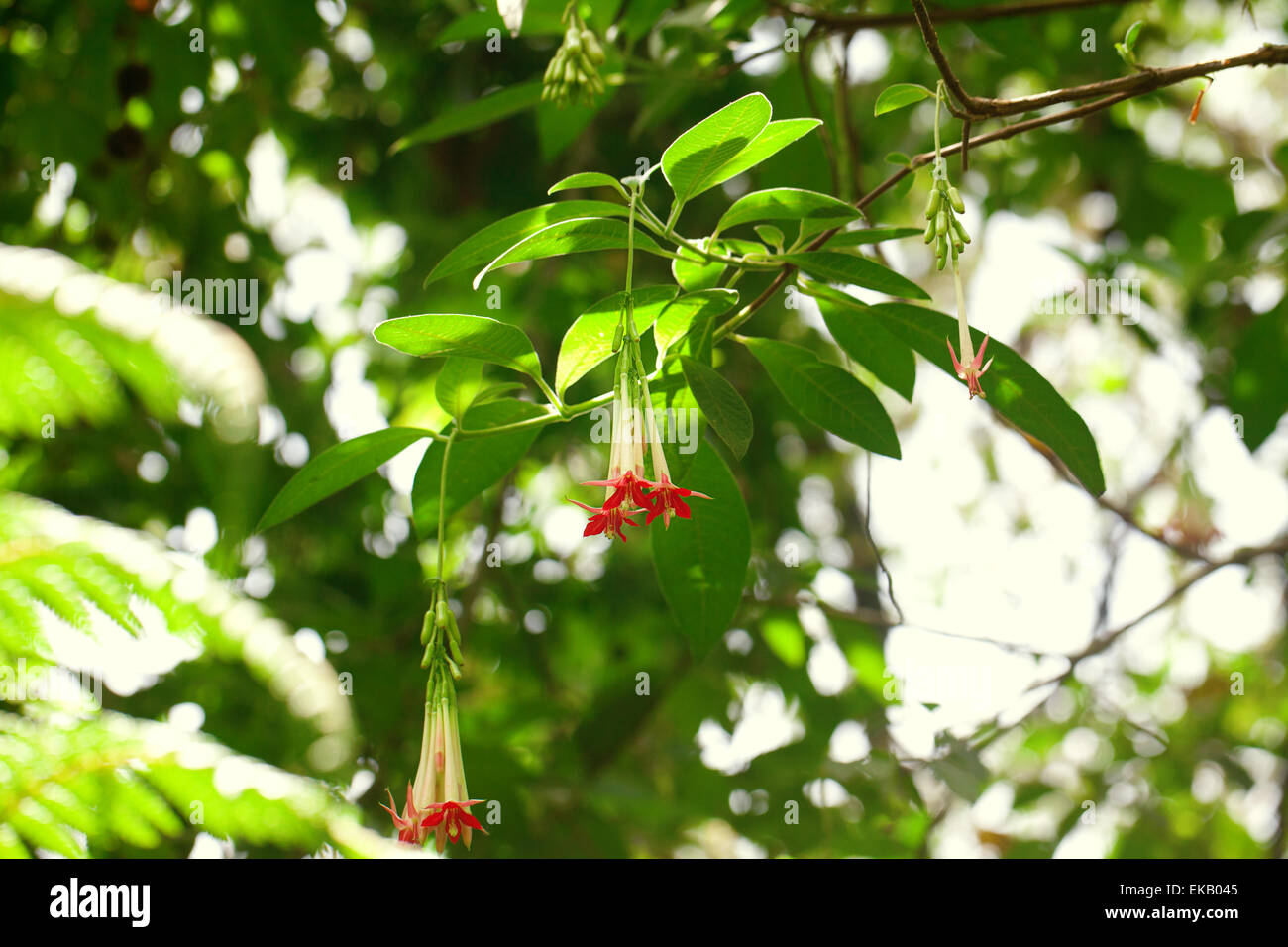 Flowers in amazon rain forest hi-res stock photography and images - Alamy