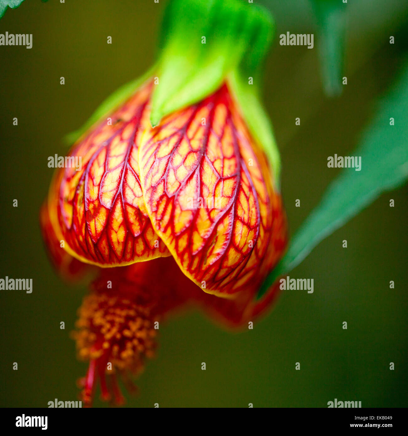 beautiful flower of abutilon close-up Stock Photo - Alamy