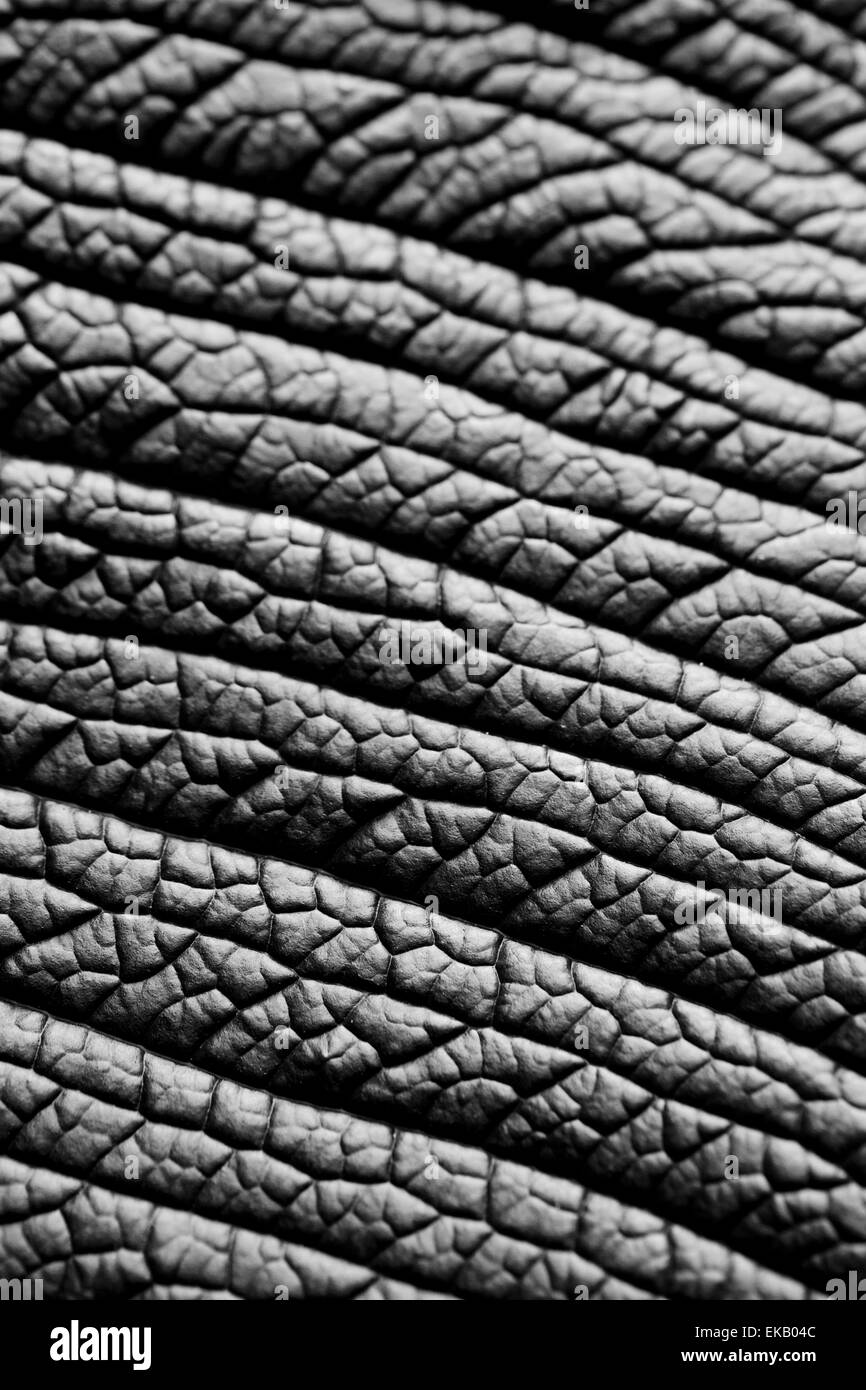 Green leaf texture background Black and White Stock Photos & Images - Alamy