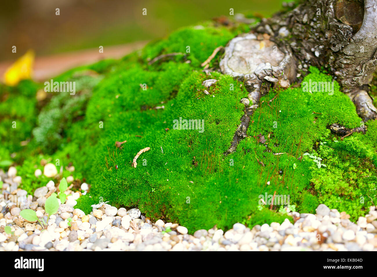 tree roots and moss Stock Photo - Alamy