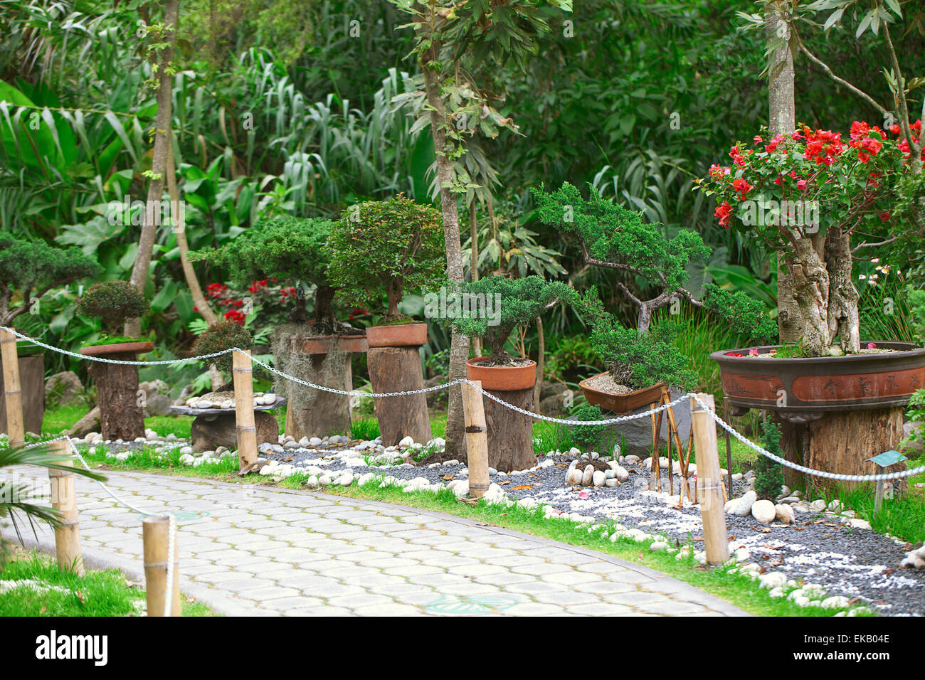 bonsais exhibition in a botanical garden Stock Photo - Alamy