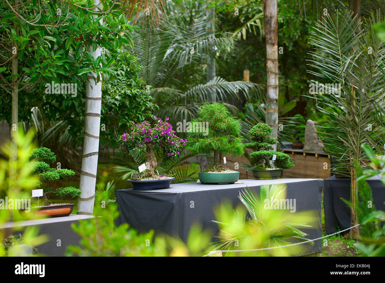 bonsais exhibition in a botanical garden Stock Photo - Alamy