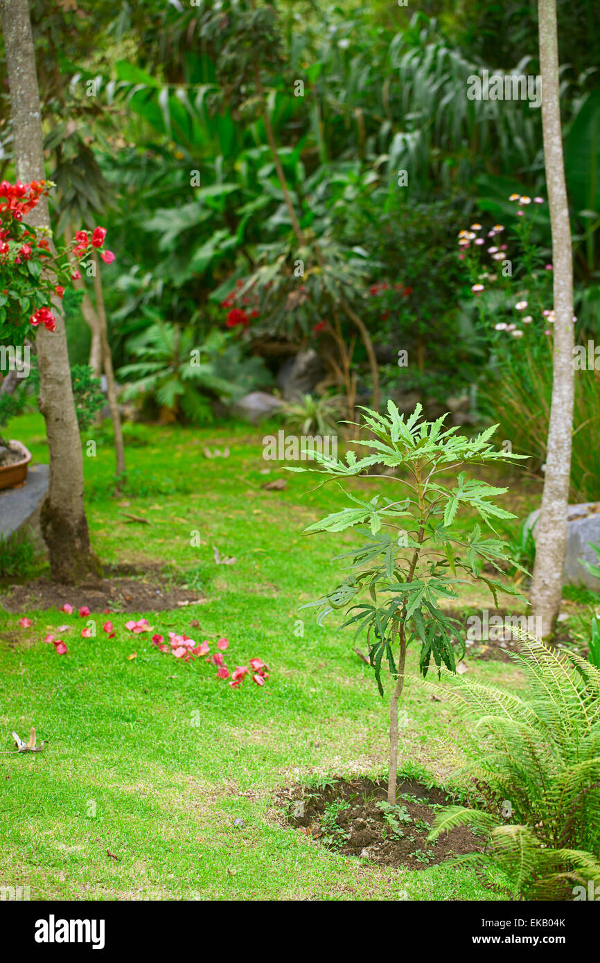 garden with green trees and flowers Stock Photo - Alamy