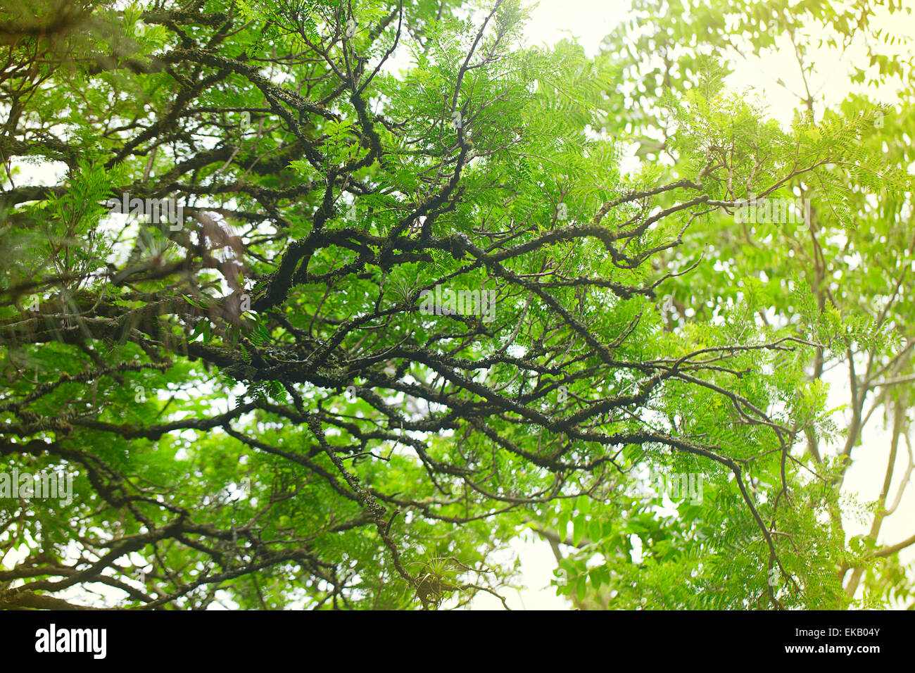 Jacaranda road hi-res stock photography and images - Alamy