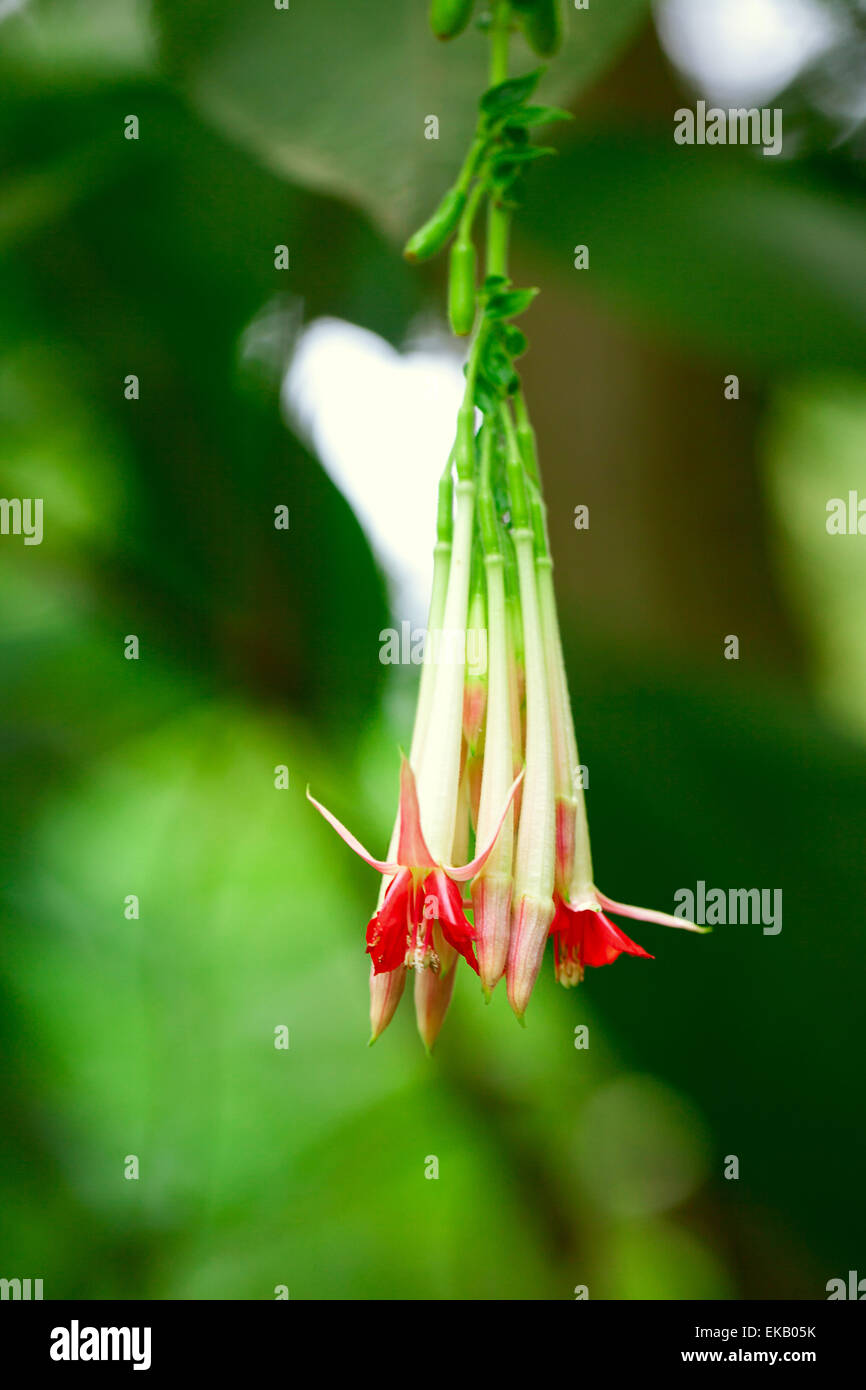 beautiful fuchsia flower on a tree branch Stock Photo - Alamy
