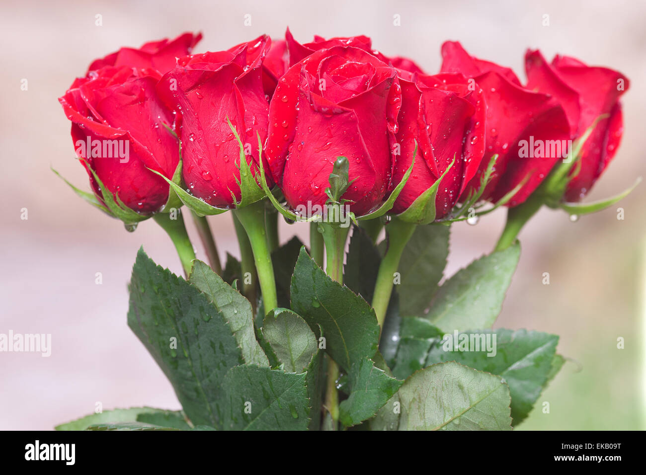 beautiful bouquet of red roses with water drops Stock Photo - Alamy