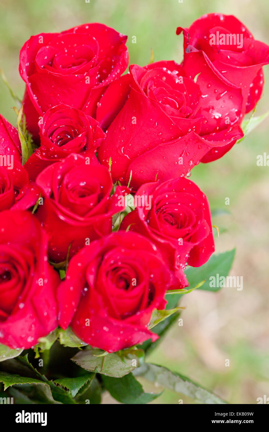 Beautiful bouquet red roses water hi-res stock photography and images ...