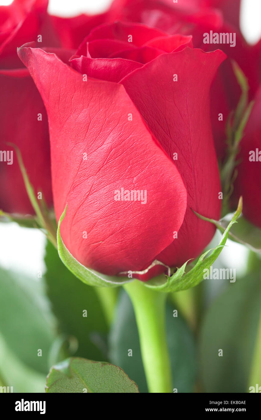 beautiful bouquet of red roses isolated on white Stock Photo - Alamy