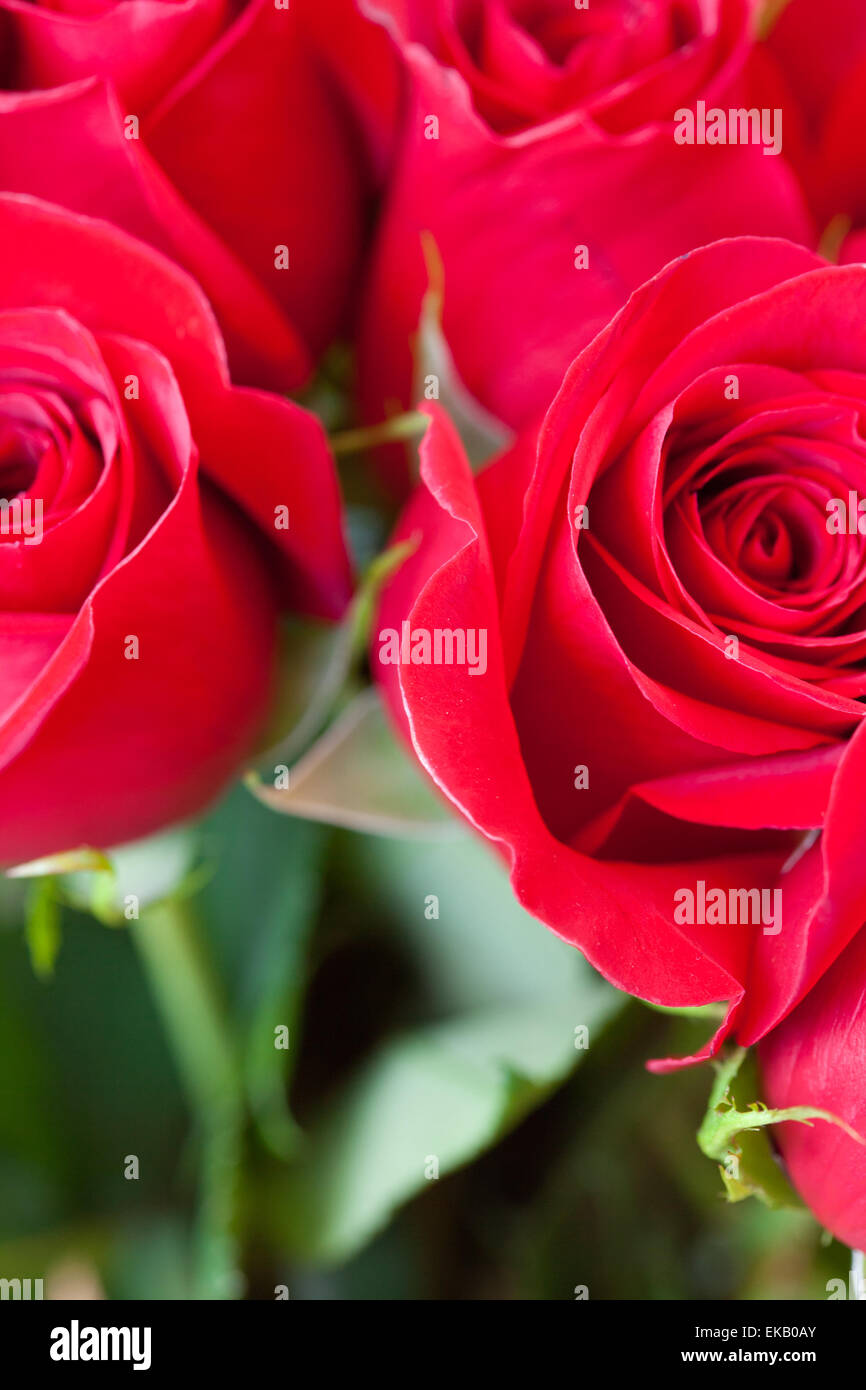 background of a beautiful bouquet of red roses Stock Photo - Alamy