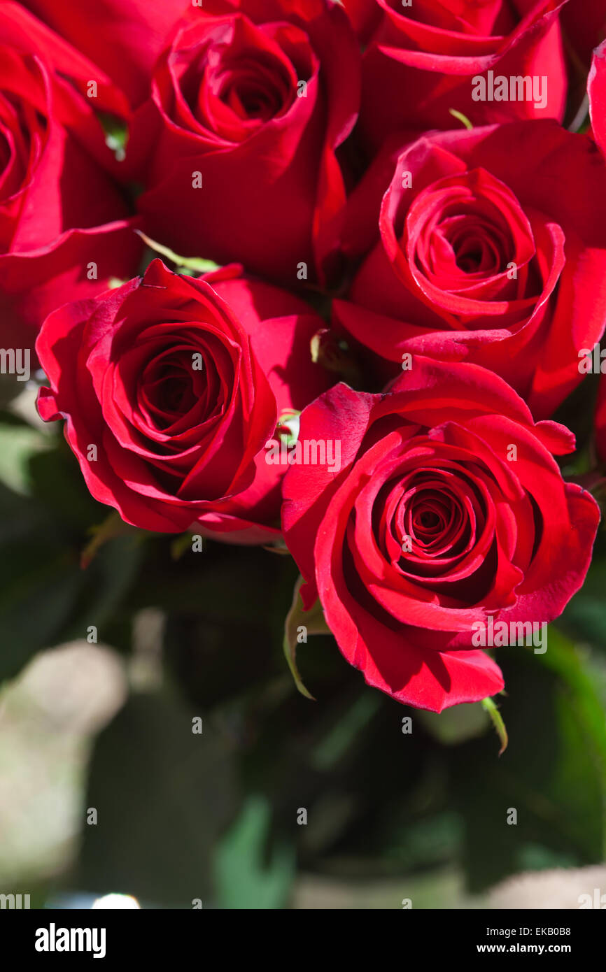 background of a beautiful bouquet of red roses Stock Photo - Alamy