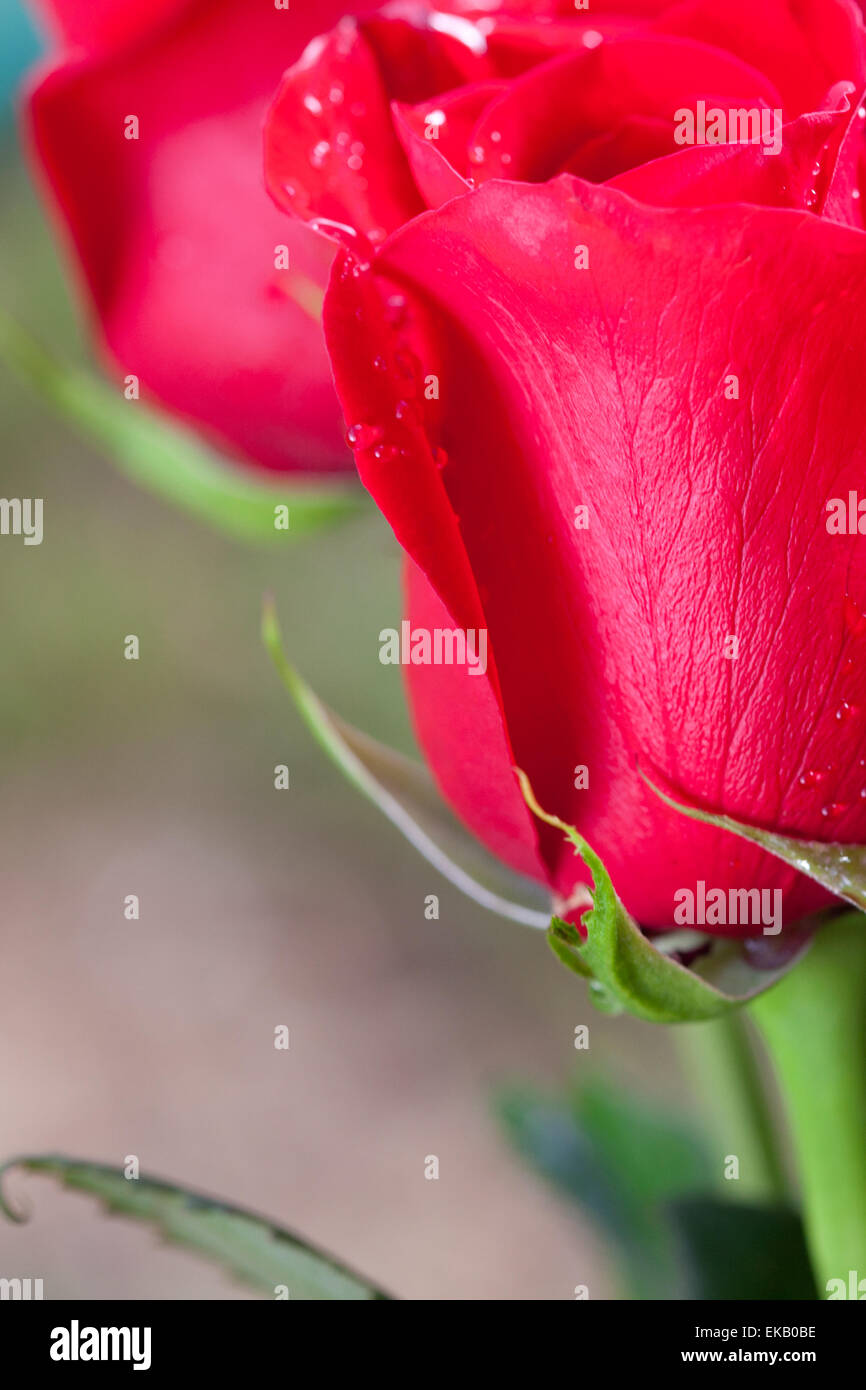 beautiful bouquet of red roses with water drops Stock Photo - Alamy