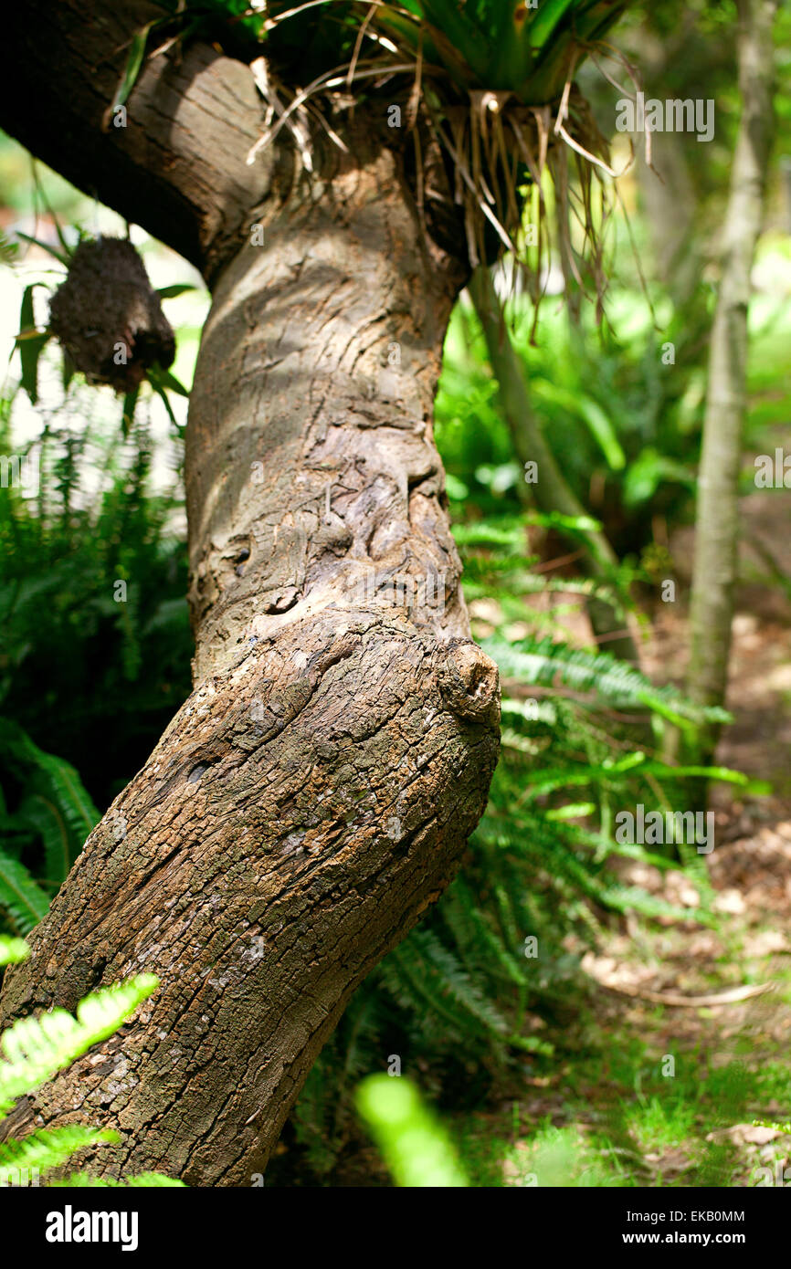 Trunk of a tropical tree hi-res stock photography and images - Alamy