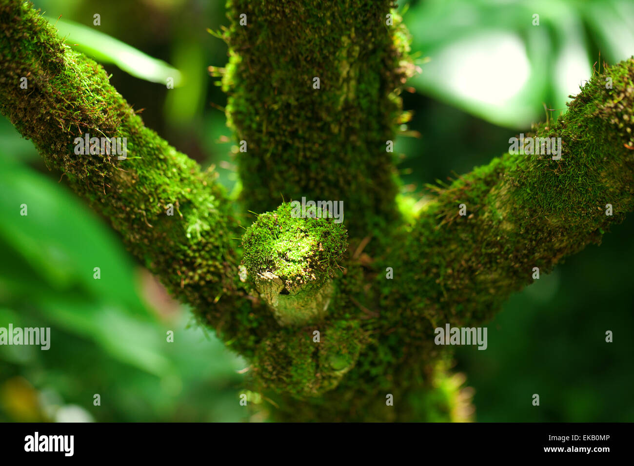 Trunk of a tropical tree hi-res stock photography and images - Alamy
