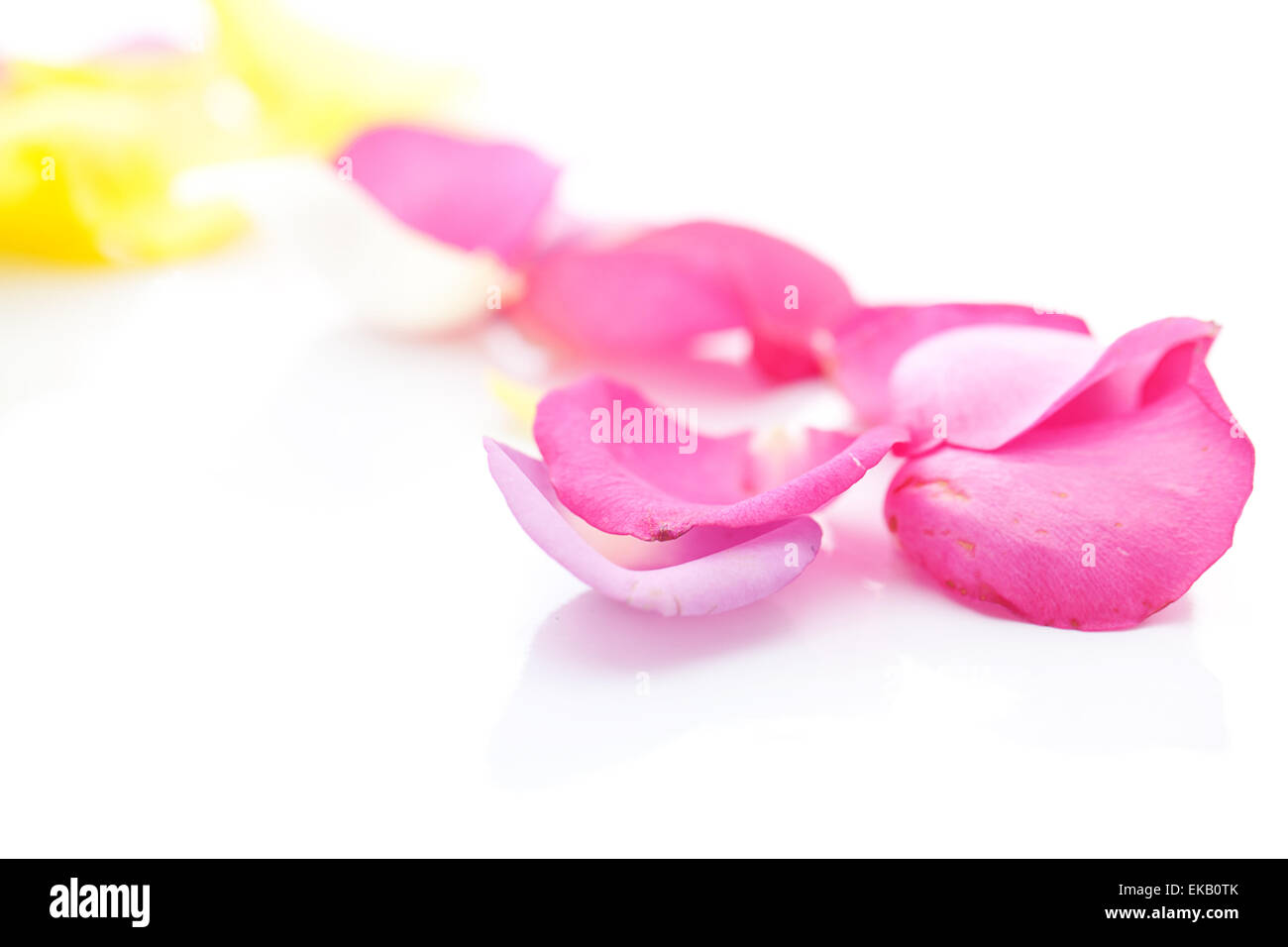 Beautiful colorful roses Cut Out Stock Images & Pictures - Alamy