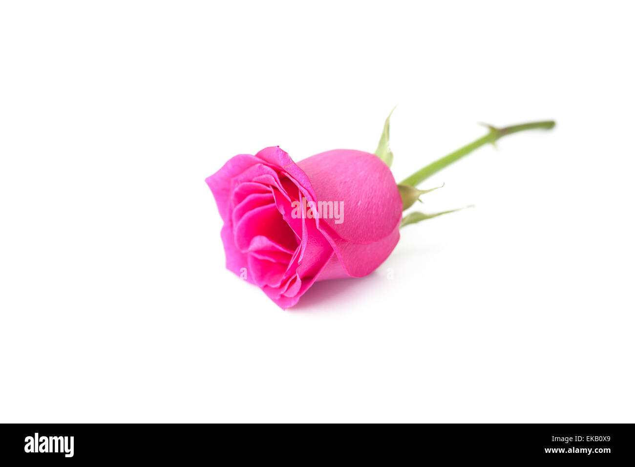 Large pink rose in Cut Out Stock Images & Pictures - Alamy