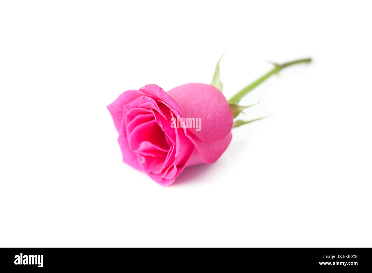 Large pink rose in Cut Out Stock Images & Pictures - Alamy