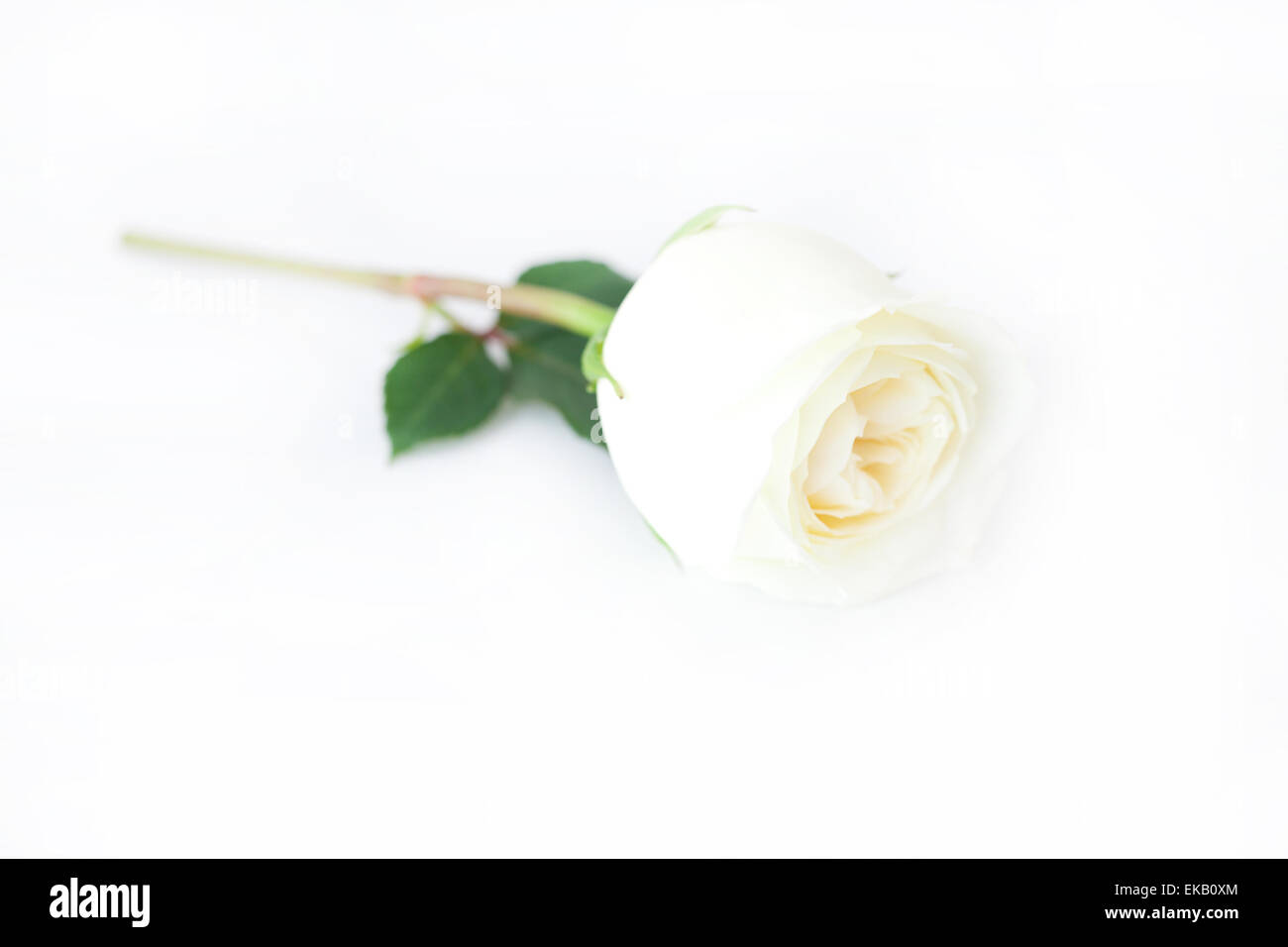 Beautiful view plant on Cut Out Stock Images & Pictures - Alamy