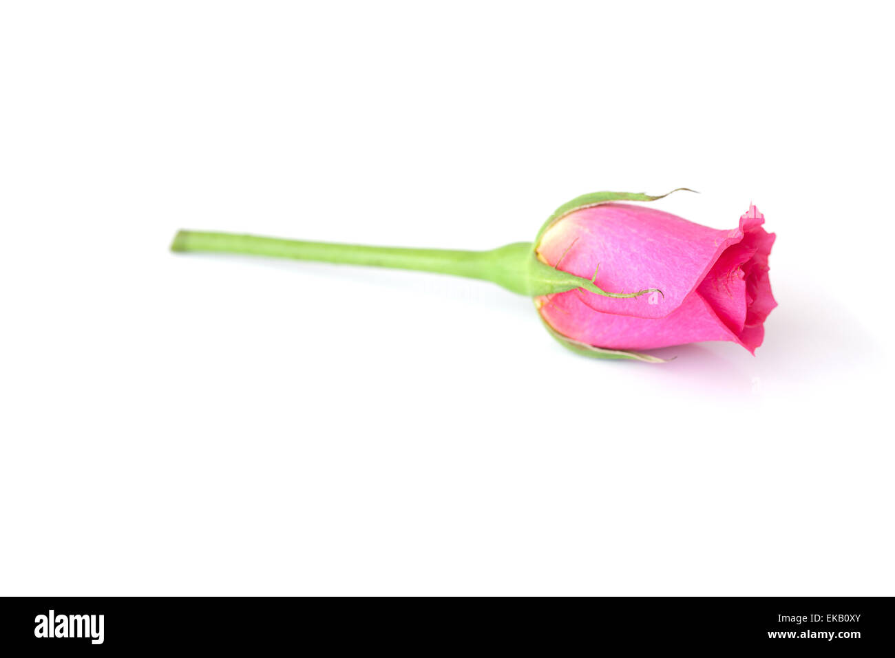 Large pink rose in Cut Out Stock Images & Pictures - Alamy