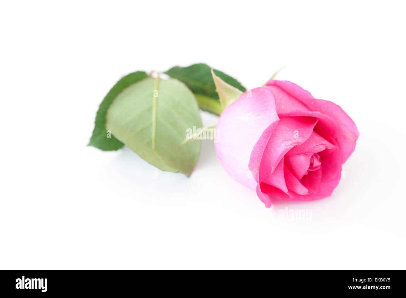 Rose above view isolated on hi-res stock photography and images - Alamy