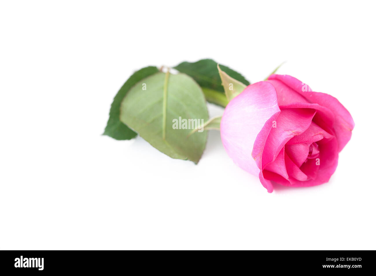 Large pink rose in Cut Out Stock Images & Pictures - Alamy