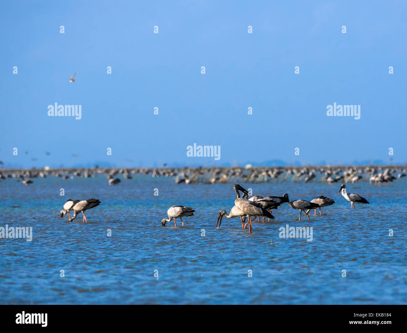 Asian Openbill bird at Thale Noi in Phatthalung province, Thailand ...
