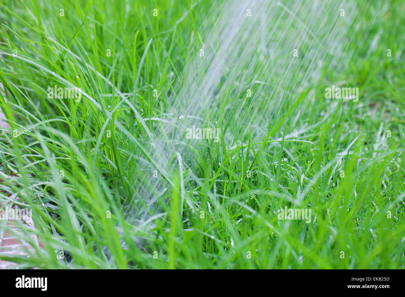 jet of water on the background of the green lush grass Stock Photo - Alamy