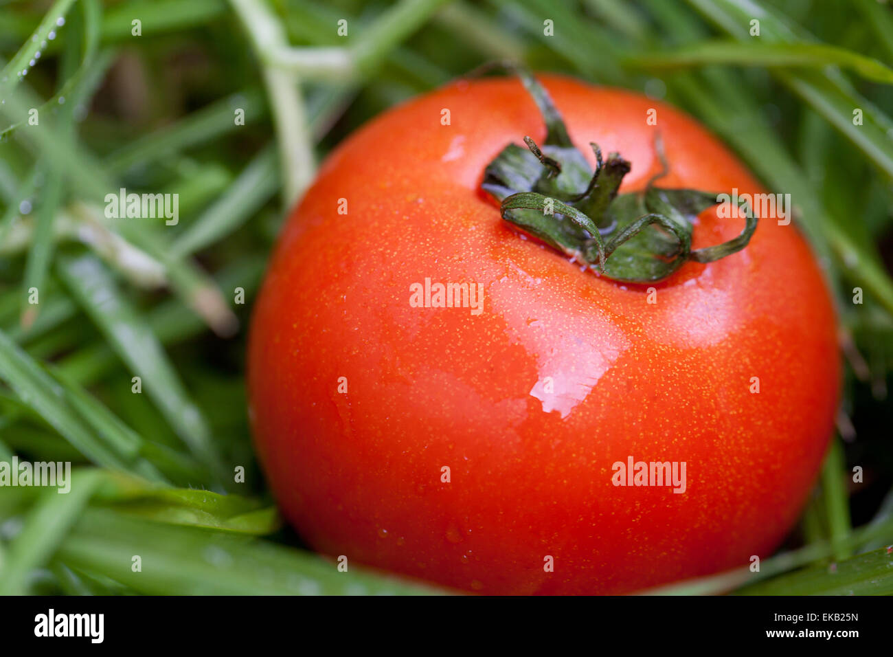 One tomato on green hi-res stock photography and images - Alamy