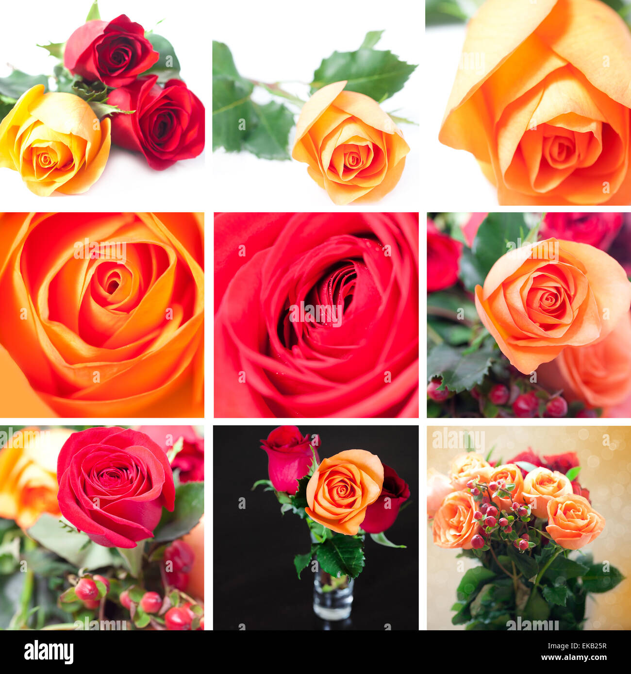 collage of beautiful colorful roses Stock Photo - Alamy