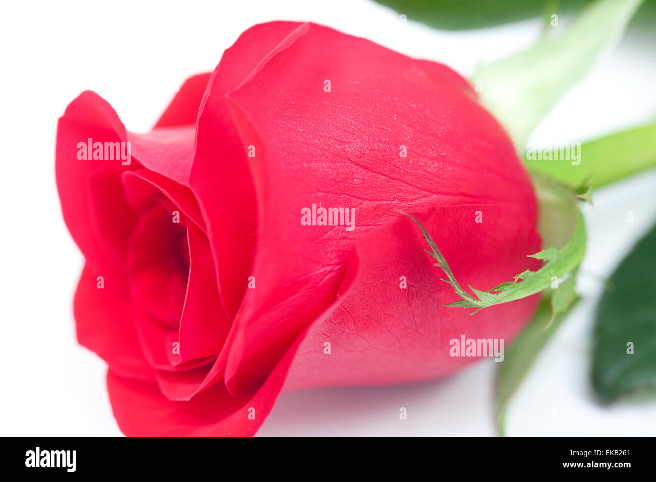 beautiful red rose isolated on white Stock Photo - Alamy