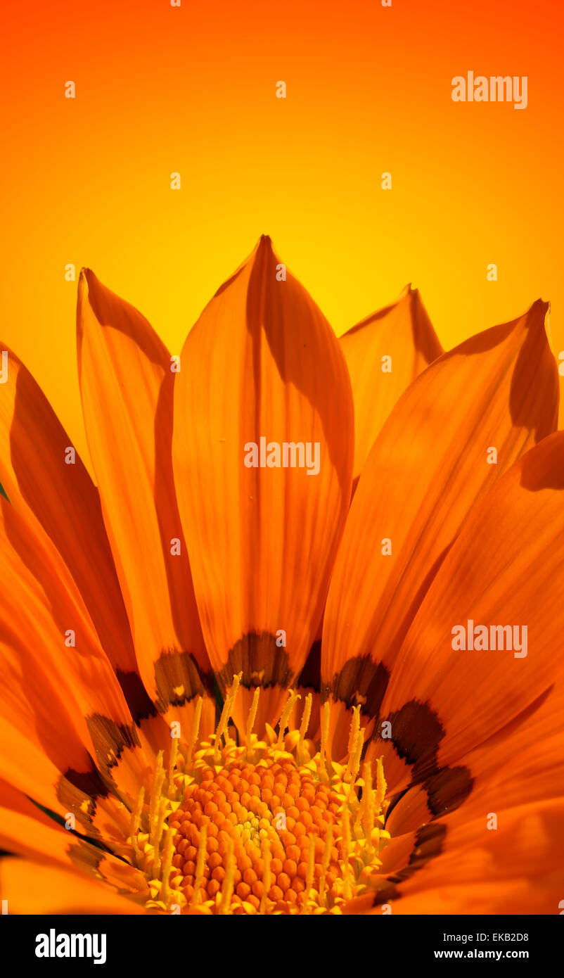 Bright orange flower background Stock Photo - Alamy