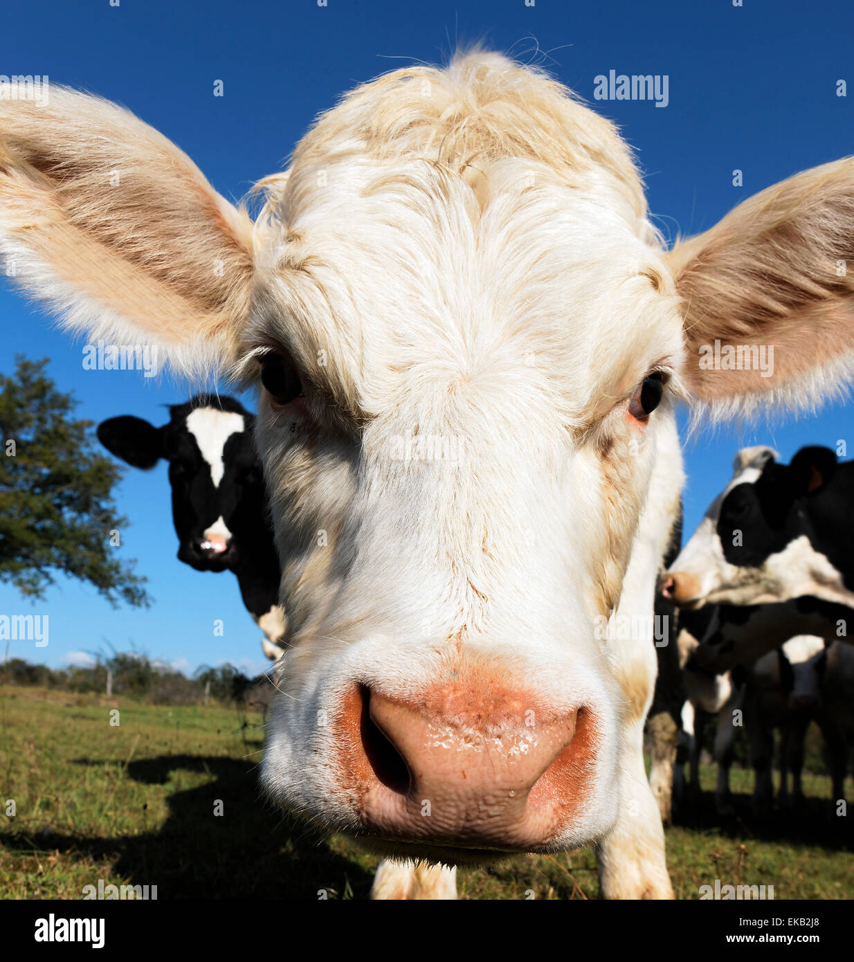 white calf square Stock Photo - Alamy