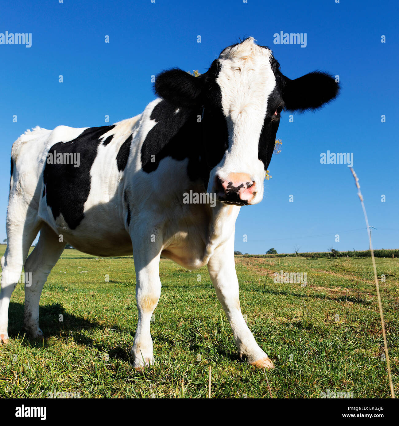 black and white cow square Stock Photo - Alamy