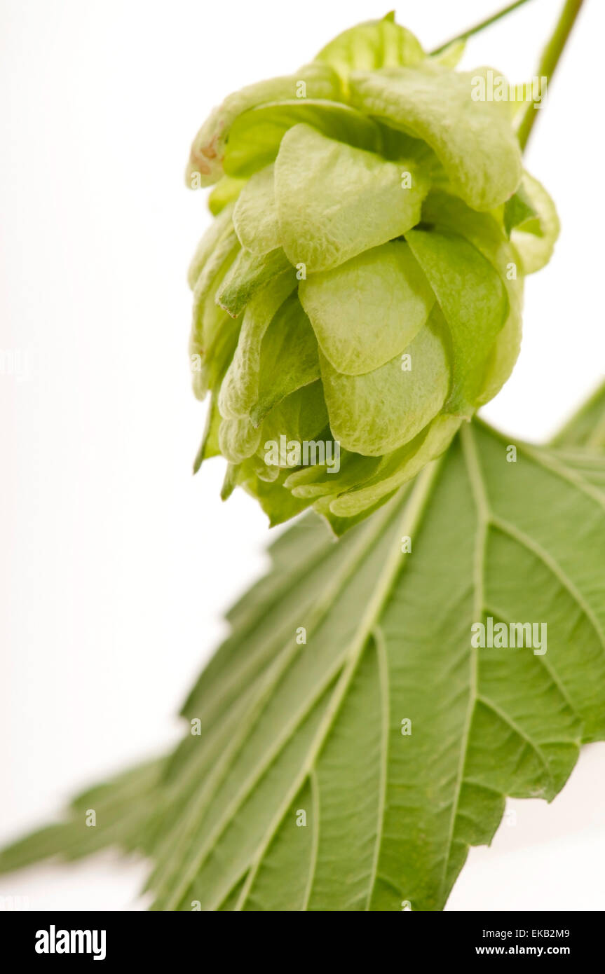 Hop cone hi-res stock photography and images - Alamy