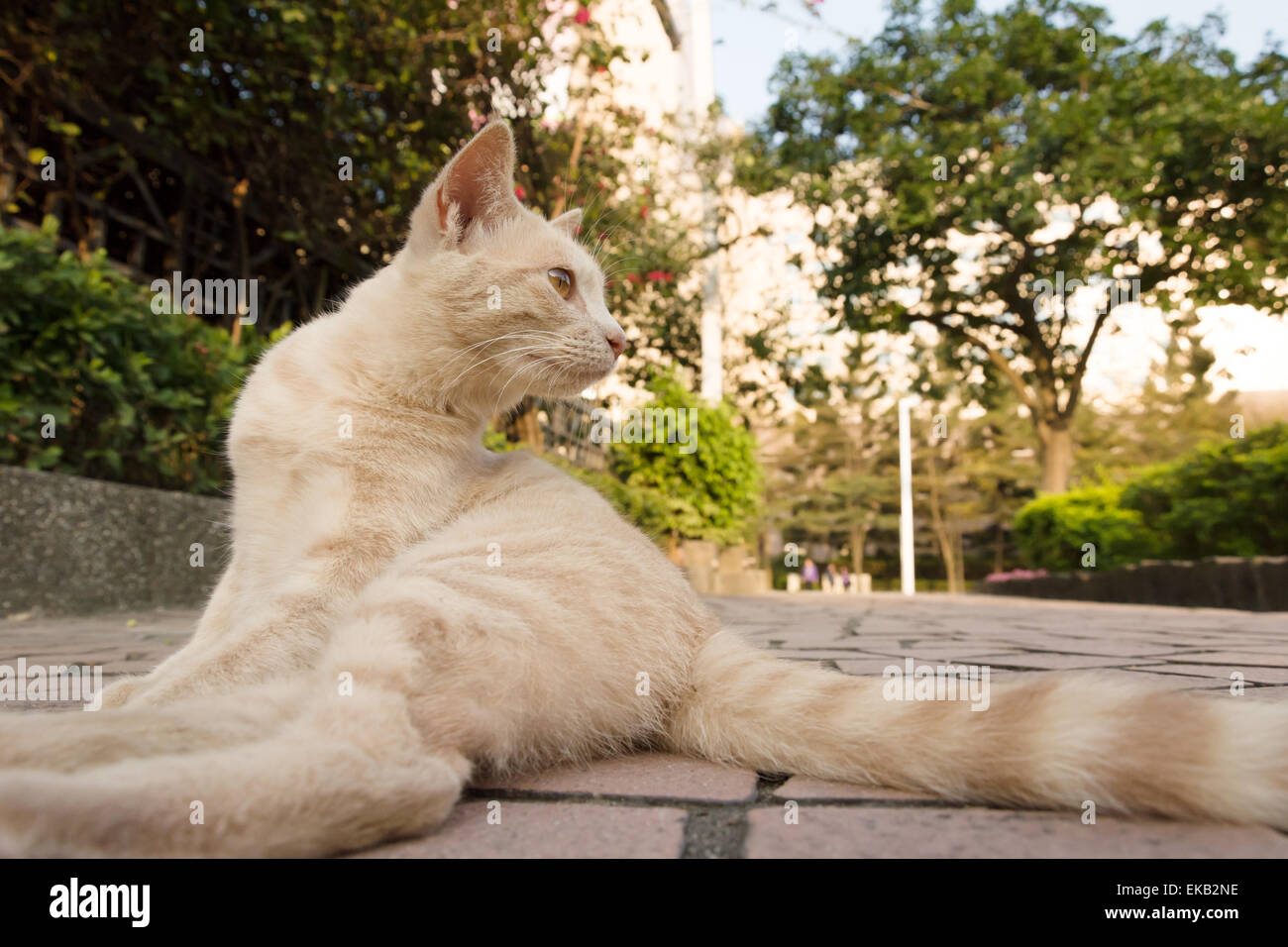 cat in city Stock Photo - Alamy