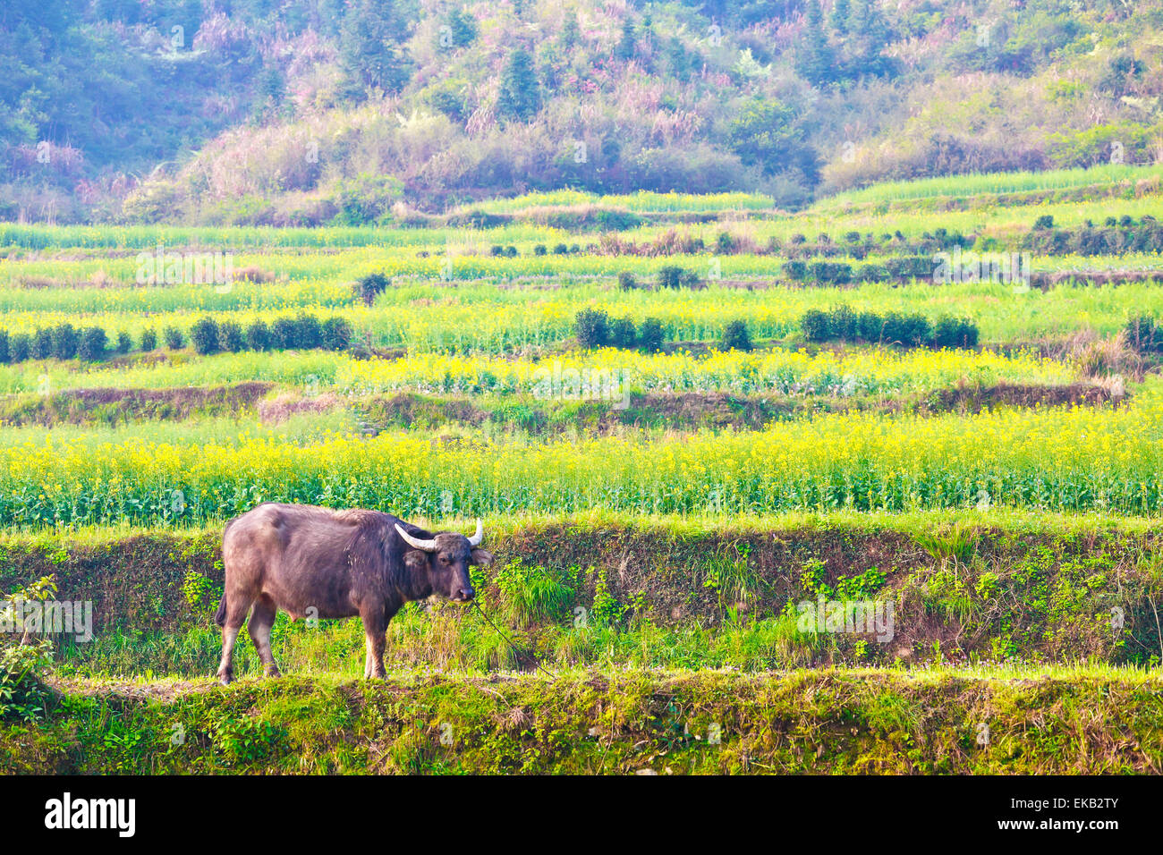 Rape flowers and cow at farmland in China Stock Photo - Alamy