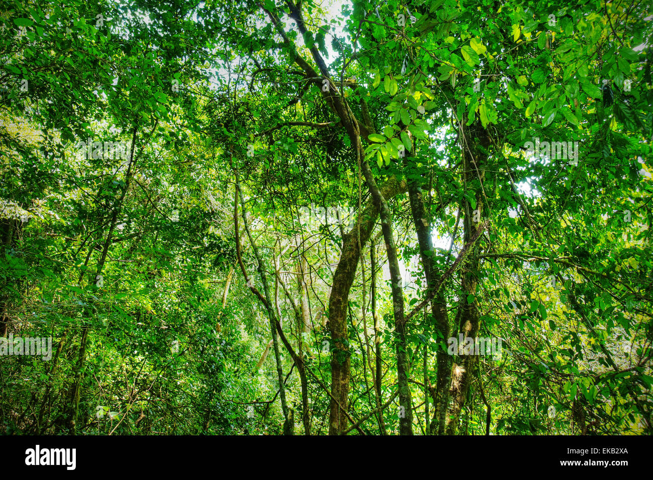 African rainforest hi-res stock photography and images - Alamy