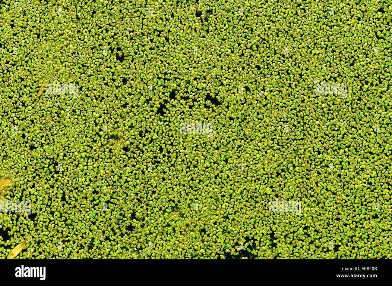 green duckweed on water as background Stock Photo - Alamy