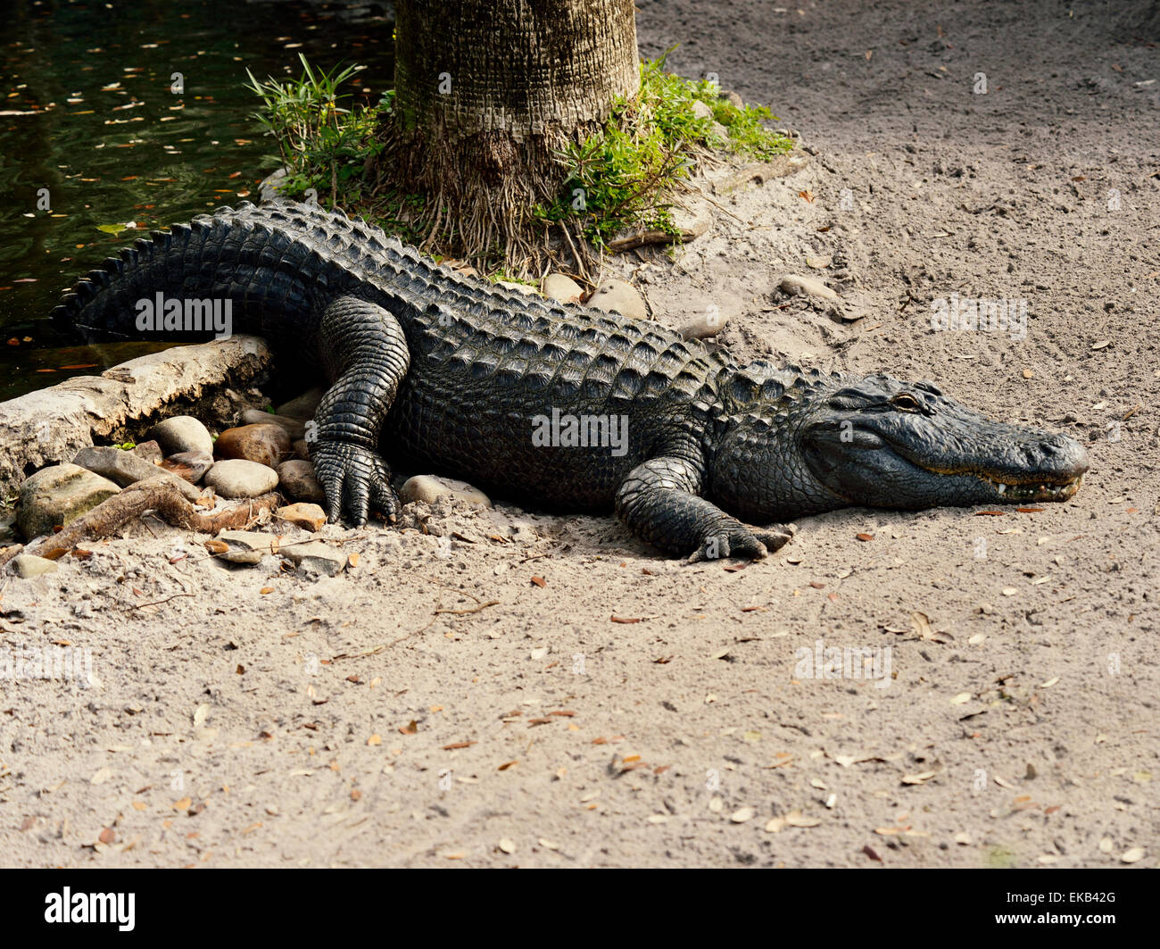 Large male crocodile hi-res stock photography and images - Alamy