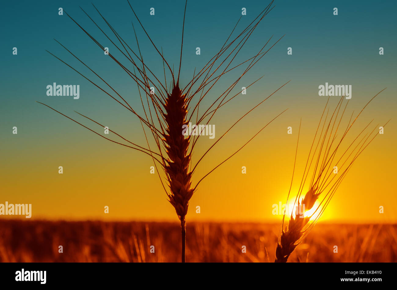 sunset and harvest field Stock Photo - Alamy