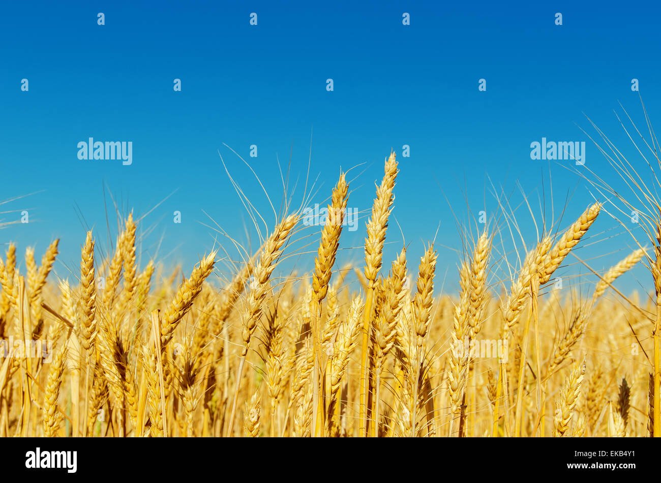 golden barley and blue sky Stock Photo - Alamy