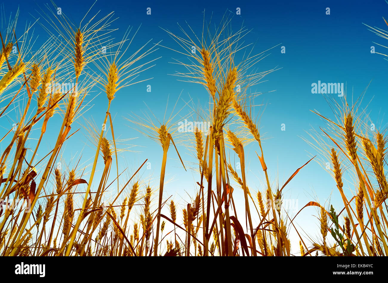 sunset over harvest field Stock Photo - Alamy