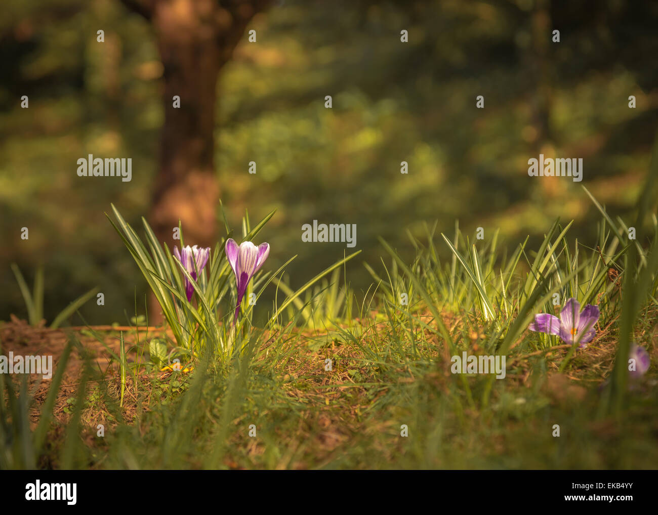 Crocus garden - The spring flowers are blooming Stock Photo - Alamy