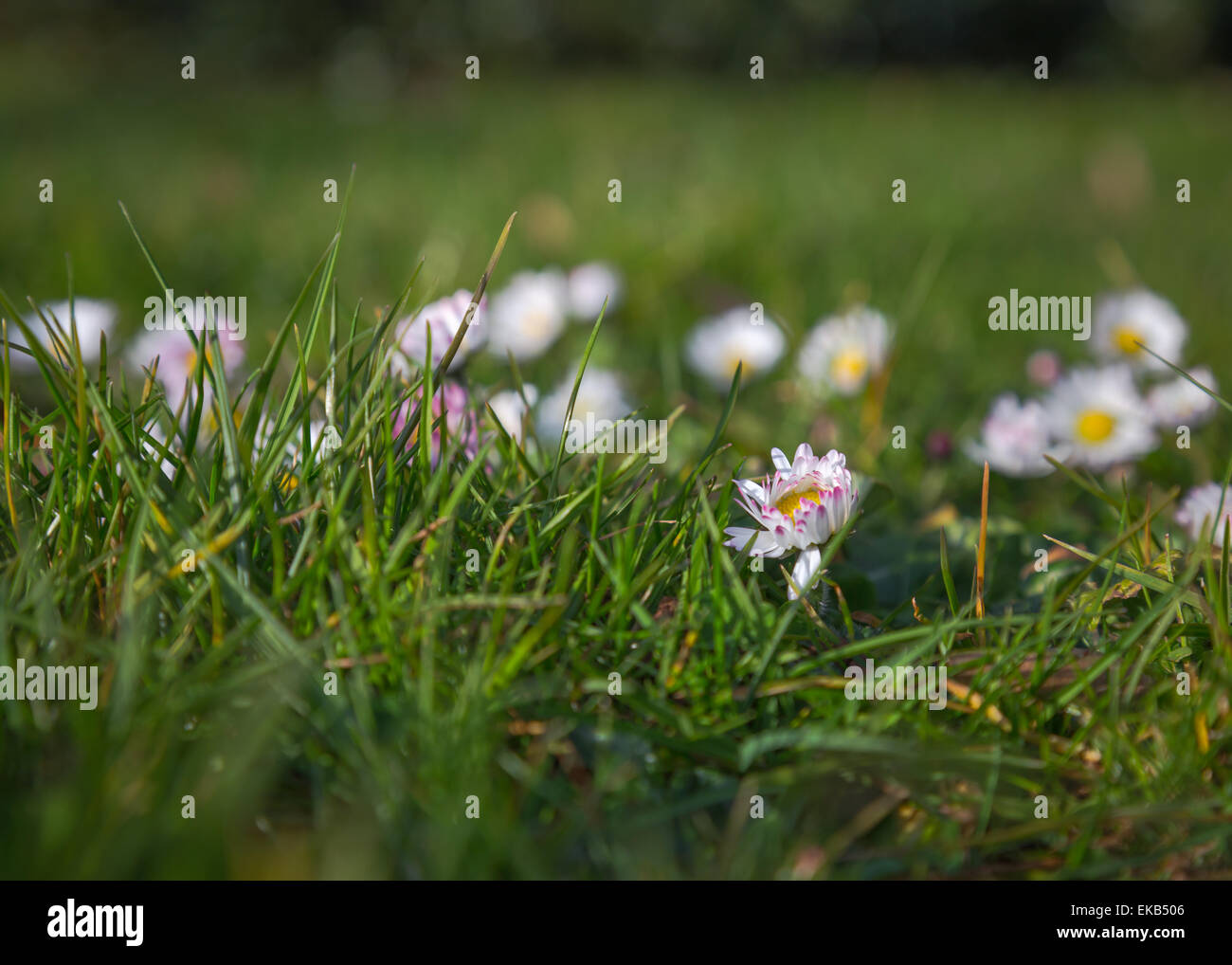 Upton house daisies hi-res stock photography and images - Alamy