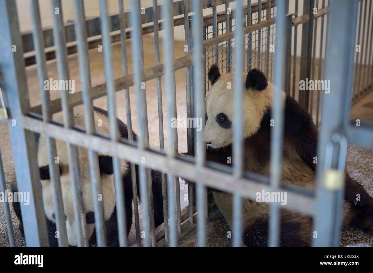 Artificial insemination of a female hi-res stock photography and images ...