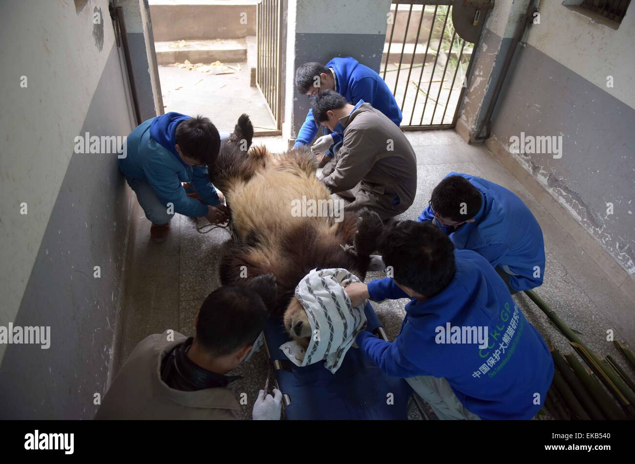 Ya'an, China's Sichuan Province. 8th Apr, 2015. Female giant panda "Mei ...
