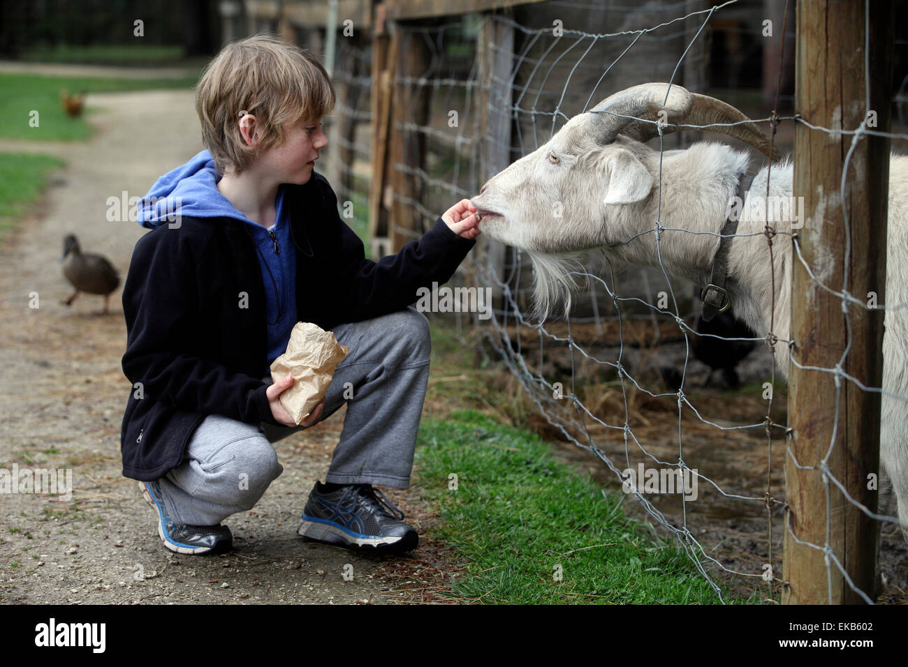 Goat and a boy hi-res stock photography and images - Alamy